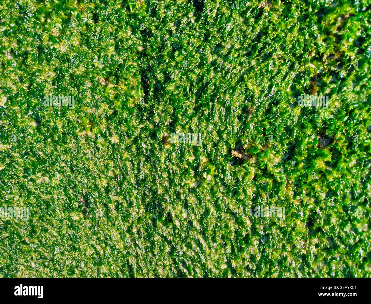 Surfat hi-res stock photography and images - Alamy