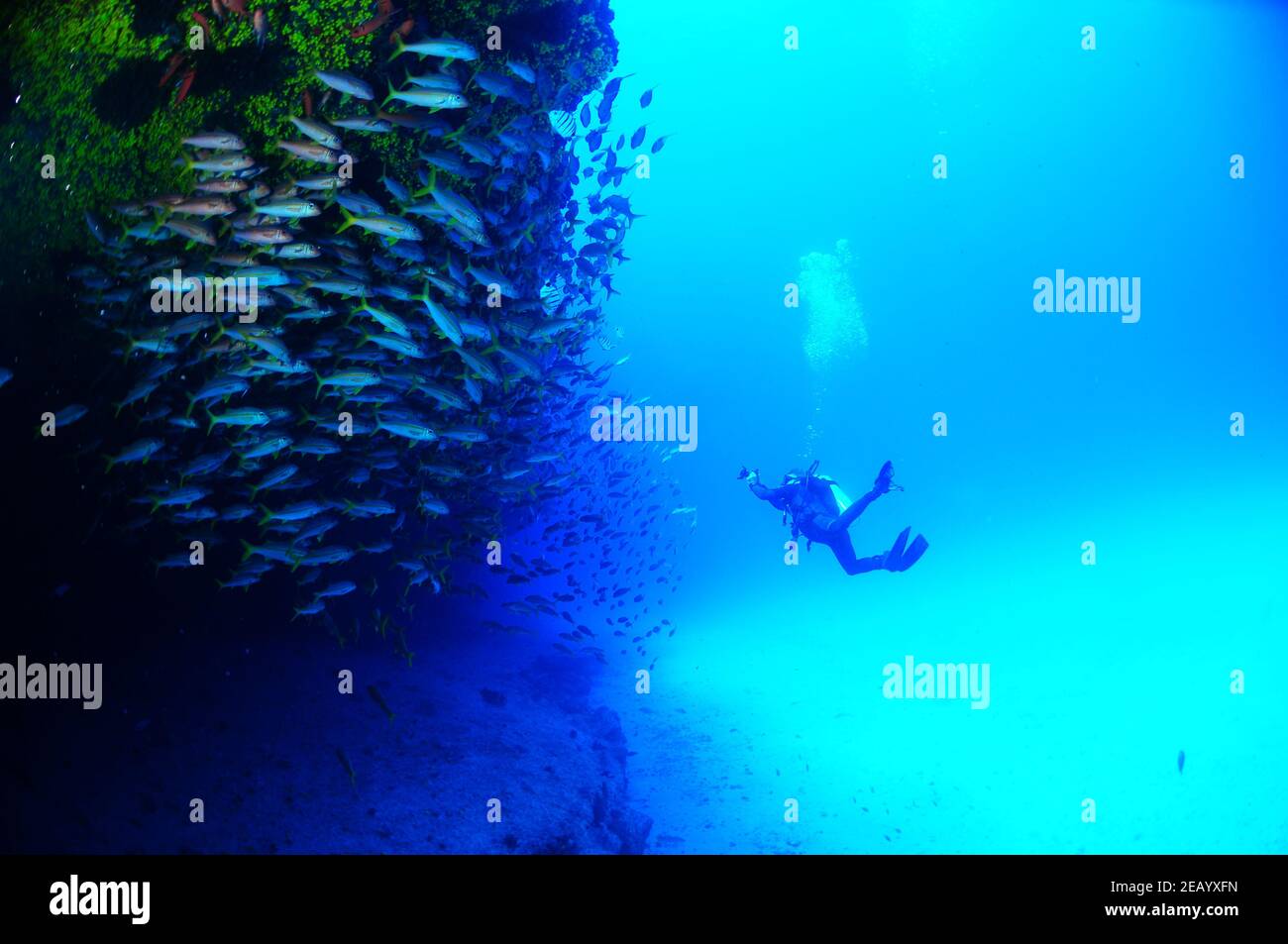 Professional scuba diver watching the swimming fish in the Atlantic ...