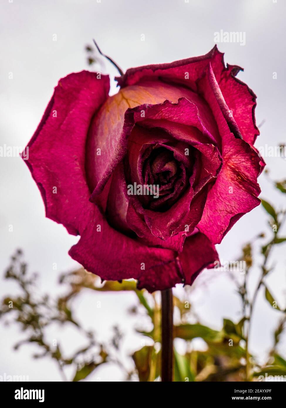 Detailed front view of beautiful old dried purple red rose Stock Photo ...