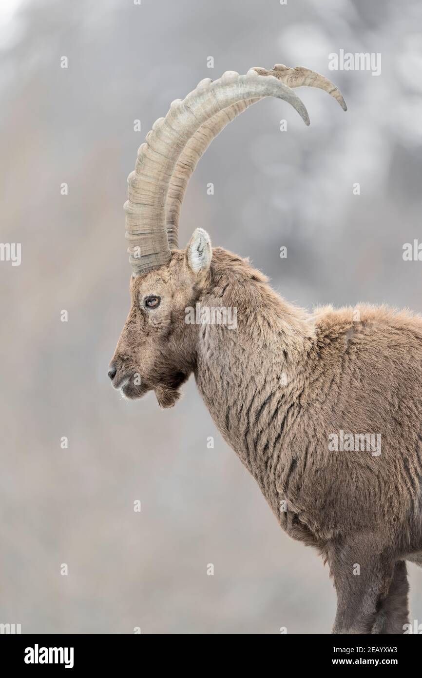 Fine art portrait of Alpine ibex male in winter season (Capra ibex ...