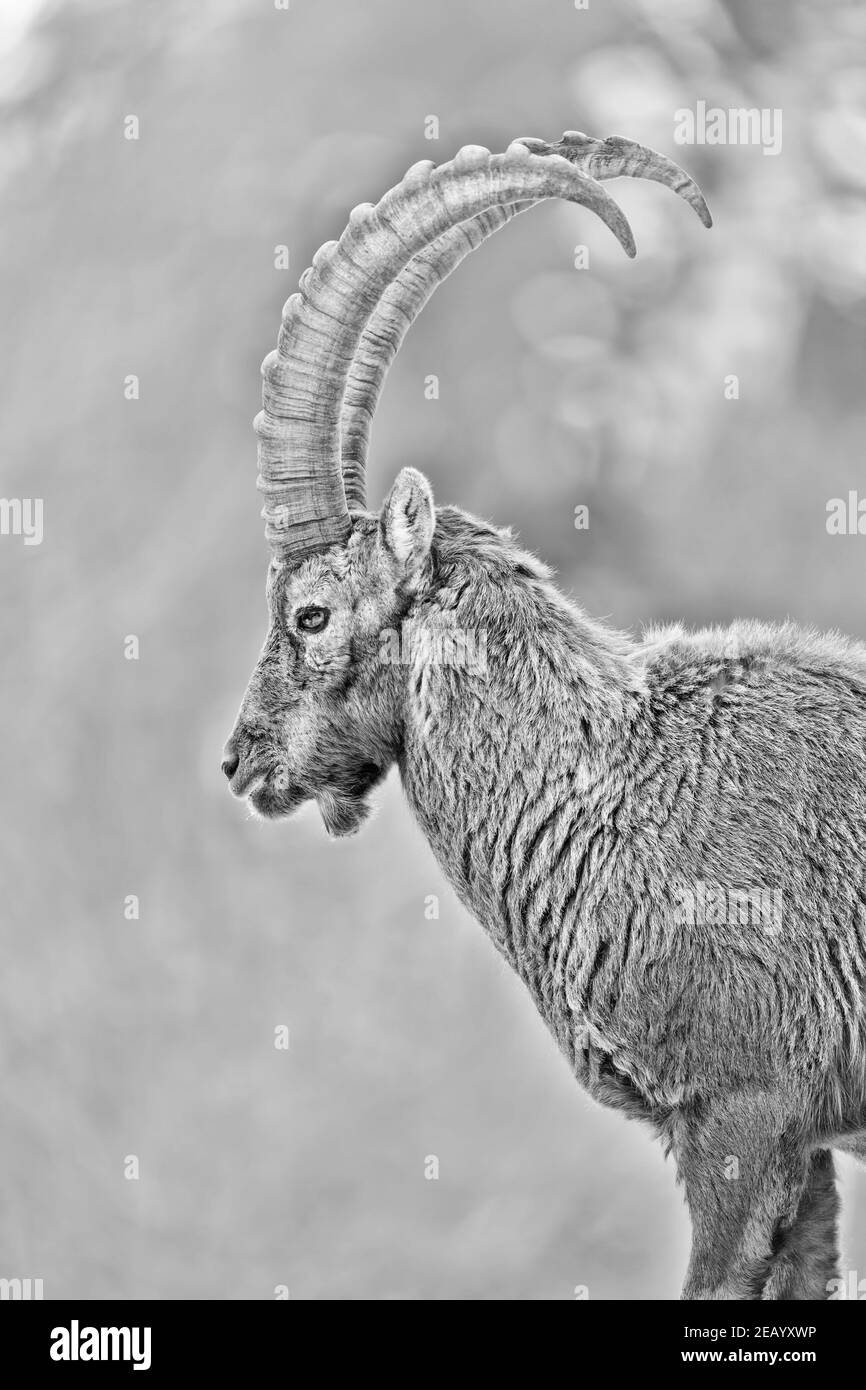Black and white portrait of Alpine ibex male (Capra ibex Stock Photo ...