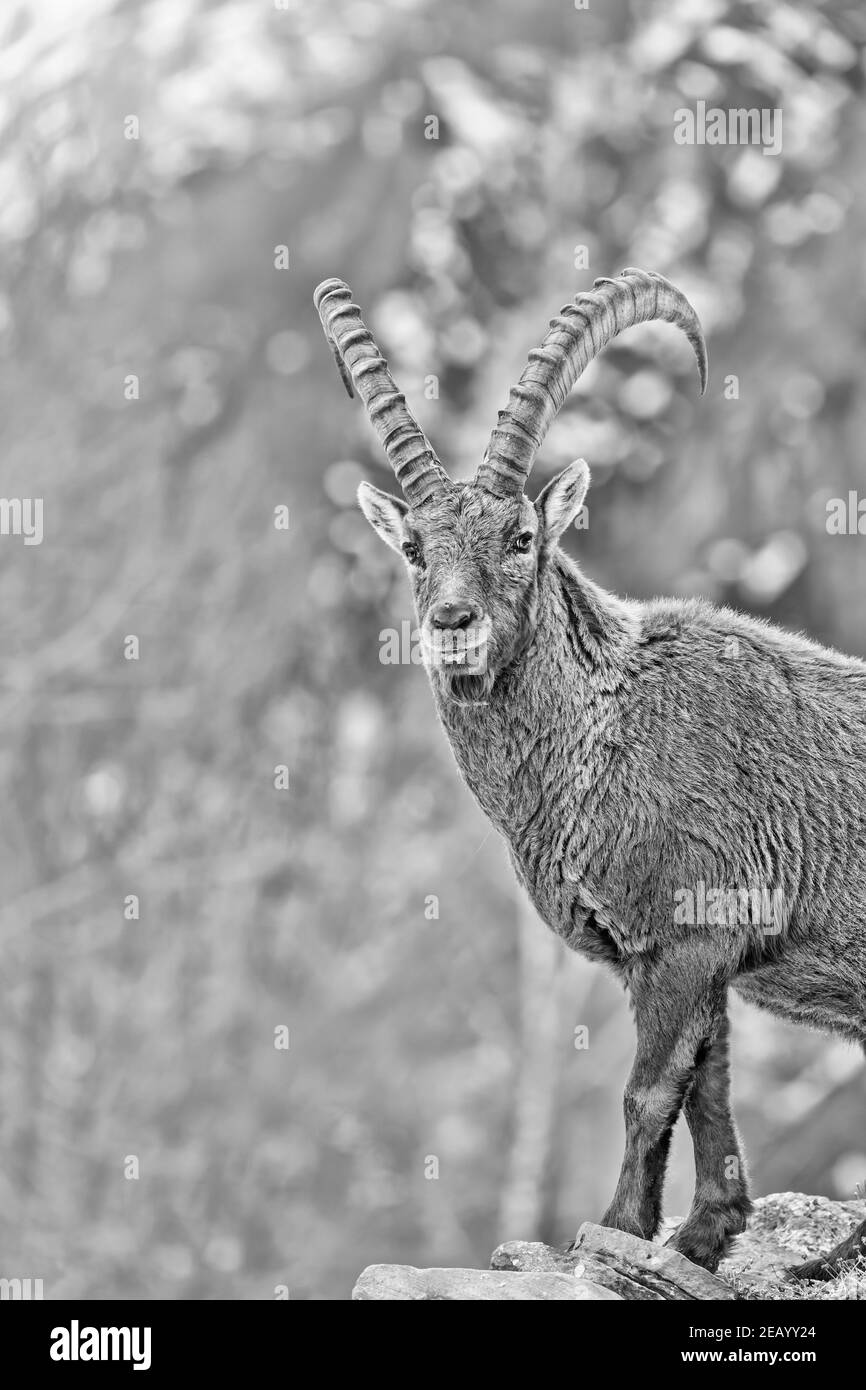 Black and white portrait of Alpine ibex male (Capra ibex Stock Photo ...