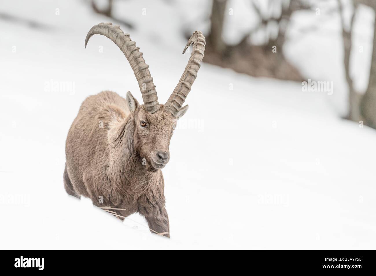 Alpine ibex male at the edge of the forest in winter season (Capra ibex ...