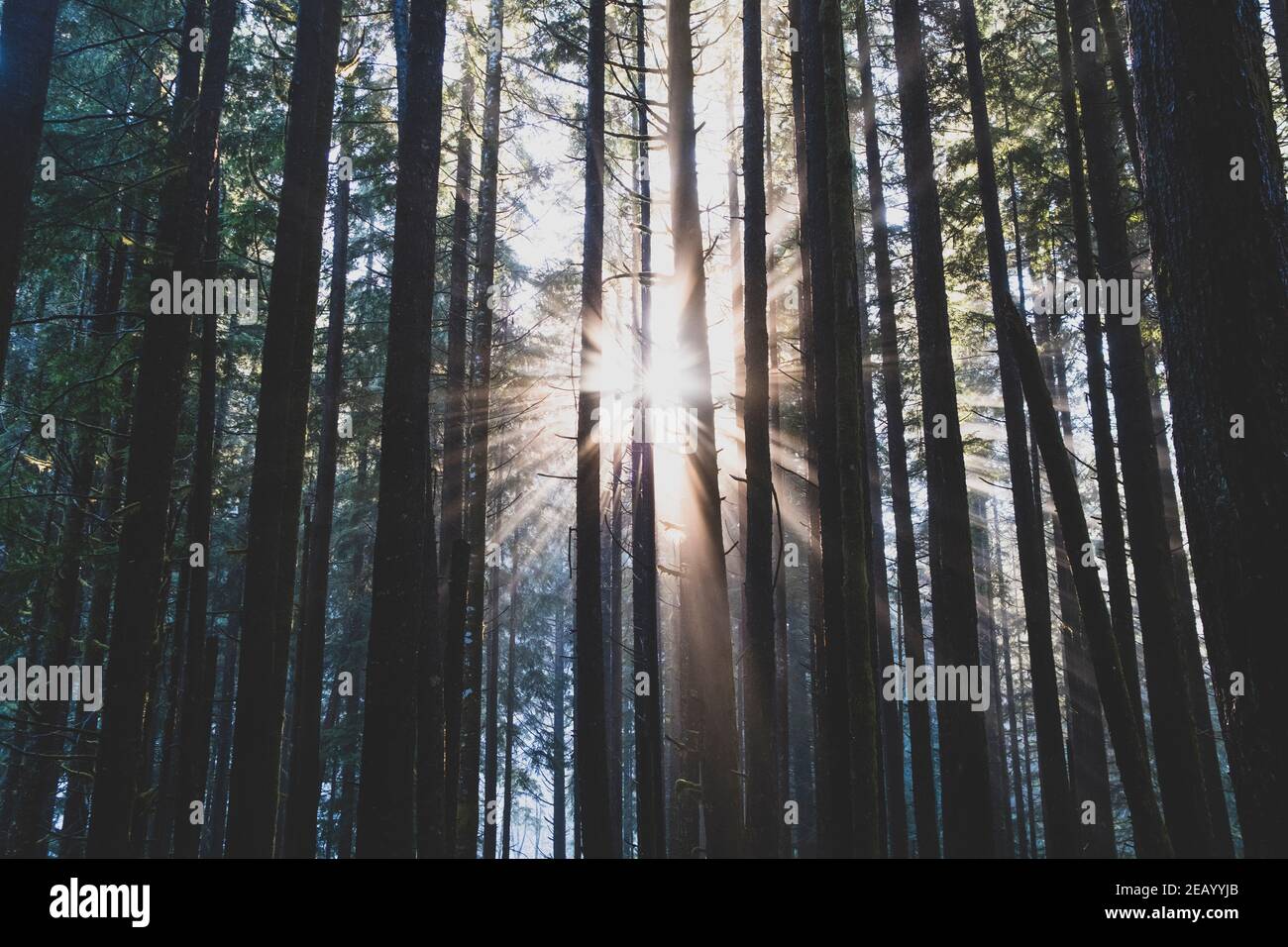 Sunlight shining through lush, temperate rainforest Stock Photo - Alamy