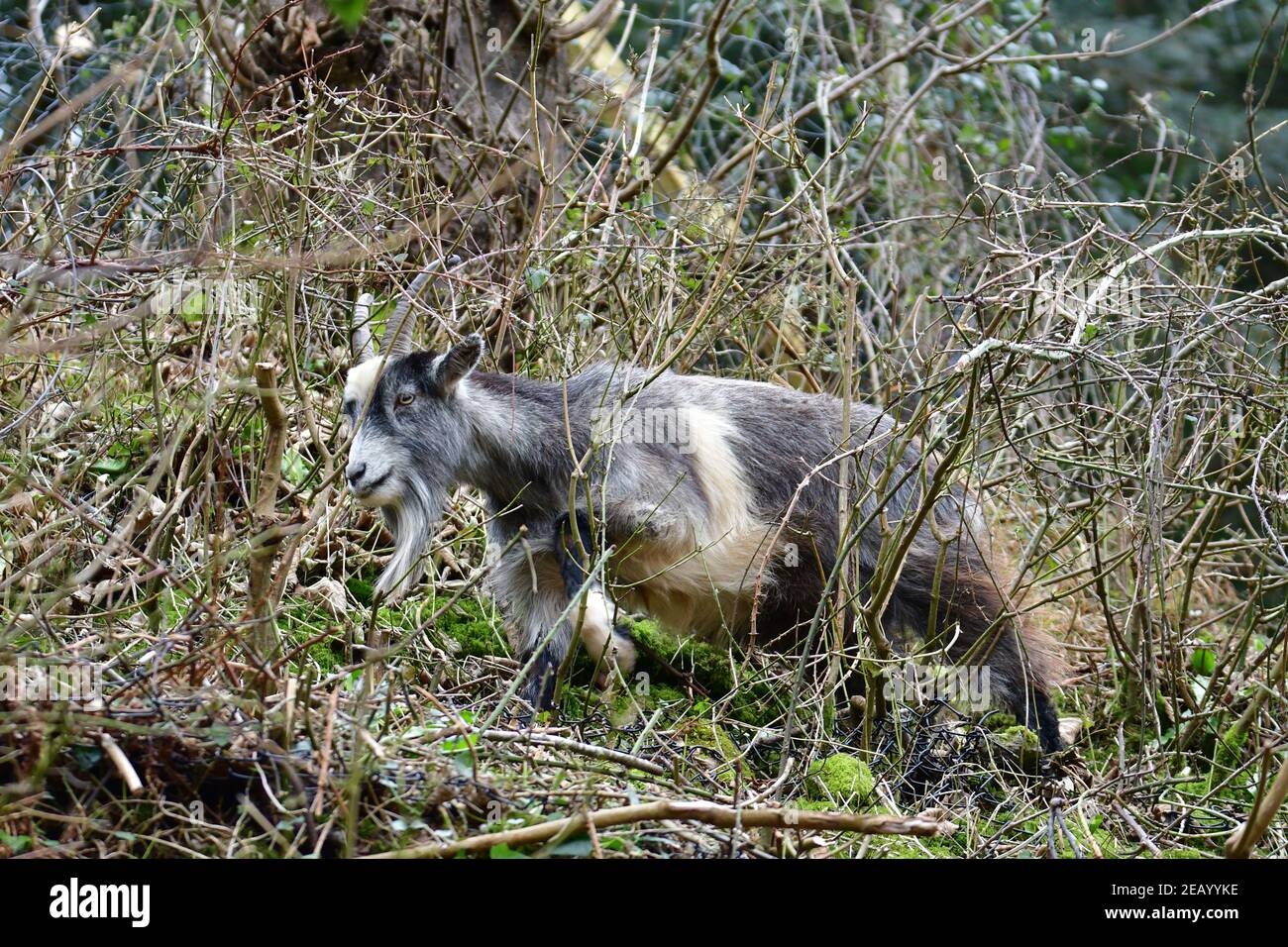 Somerset, UK. 11th Feb, 2021. On a bitterly cold afternoon a wild free ...