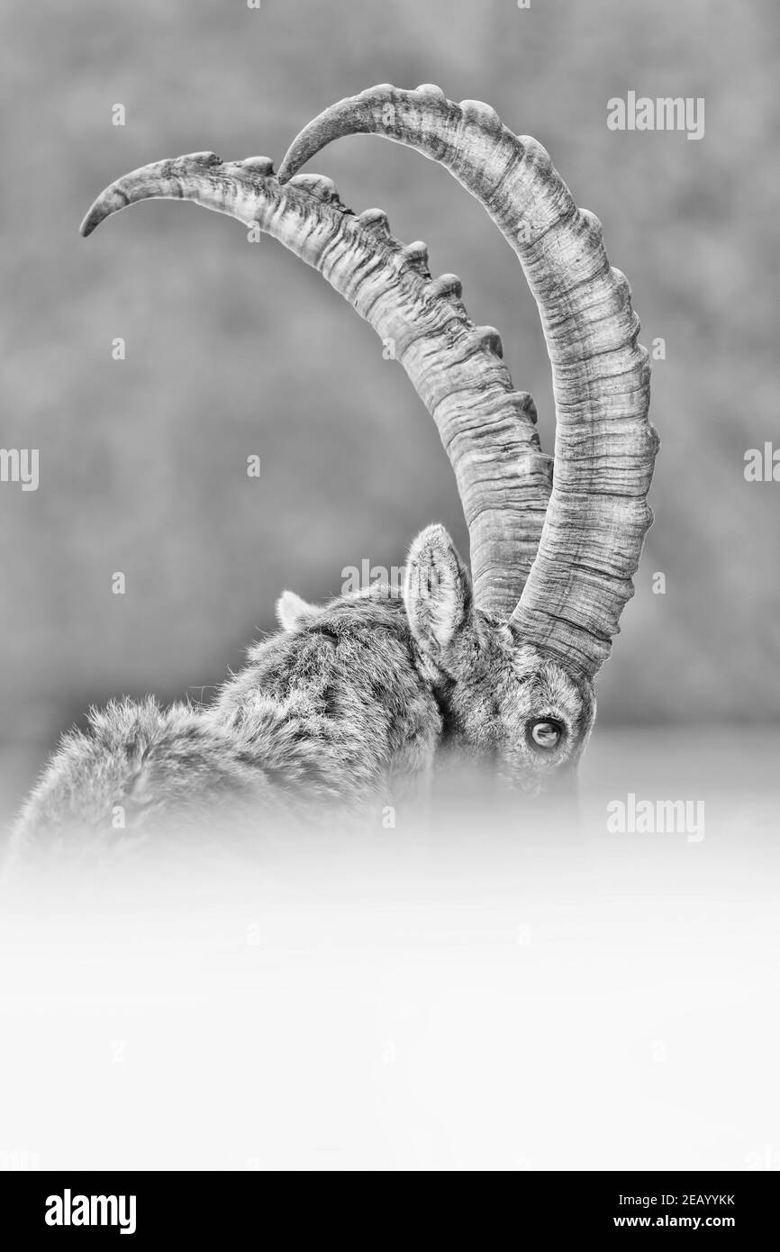 Ibex in the black background hi-res stock photography and images - Alamy