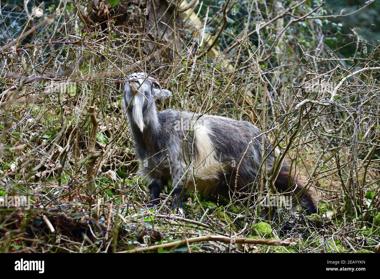 Somerset, UK. 11th Feb, 2021. On a bitterly cold afternoon a wild free ...