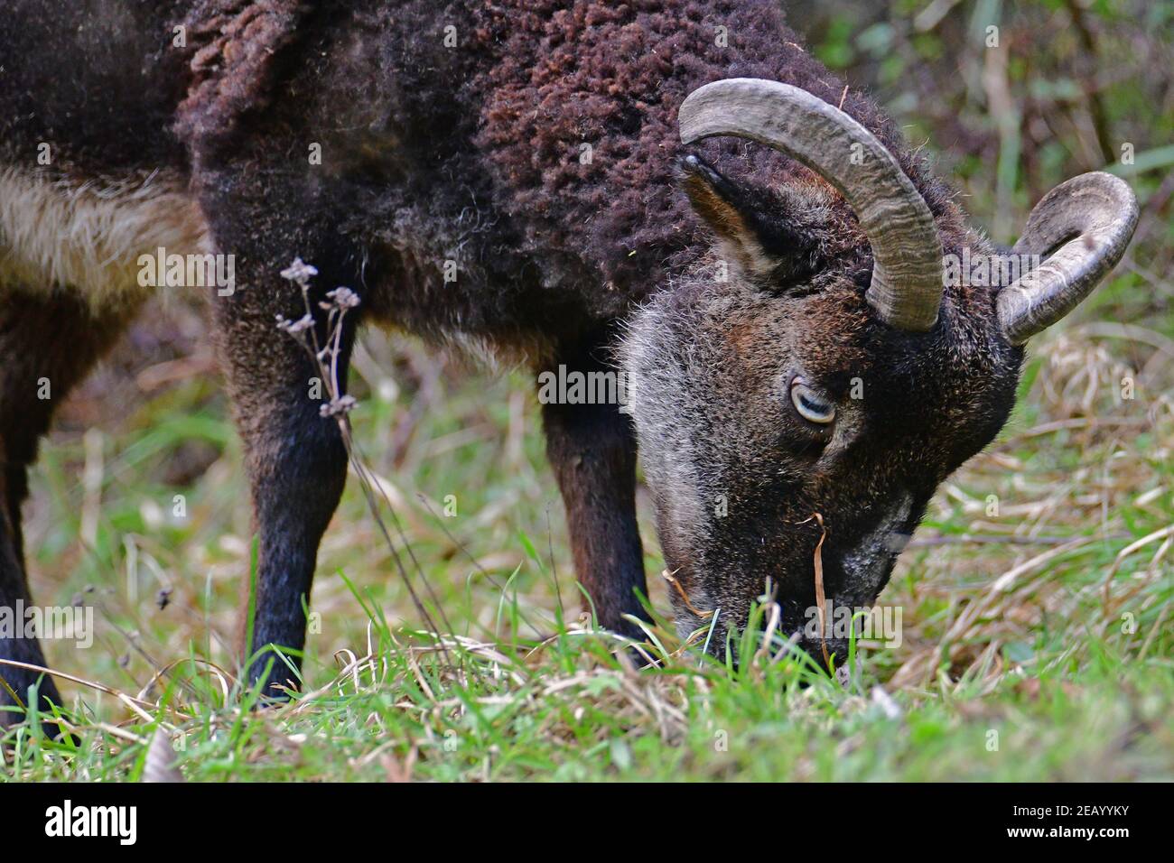 Somerset, UK. 11th Feb, 2021. On a bitterly cold afternoon a wild free ...