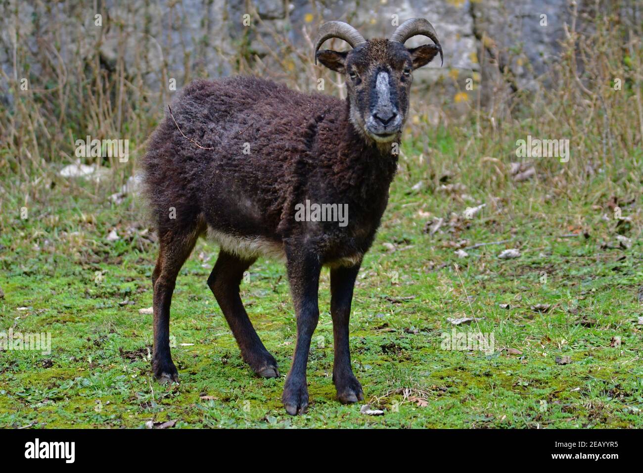 Cheddar gorge goats hi-res stock photography and images - Alamy