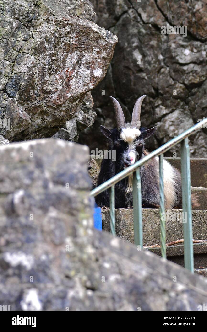 Somerset, UK. 11th Feb, 2021. On a bitterly cold afternoon a wild free ...