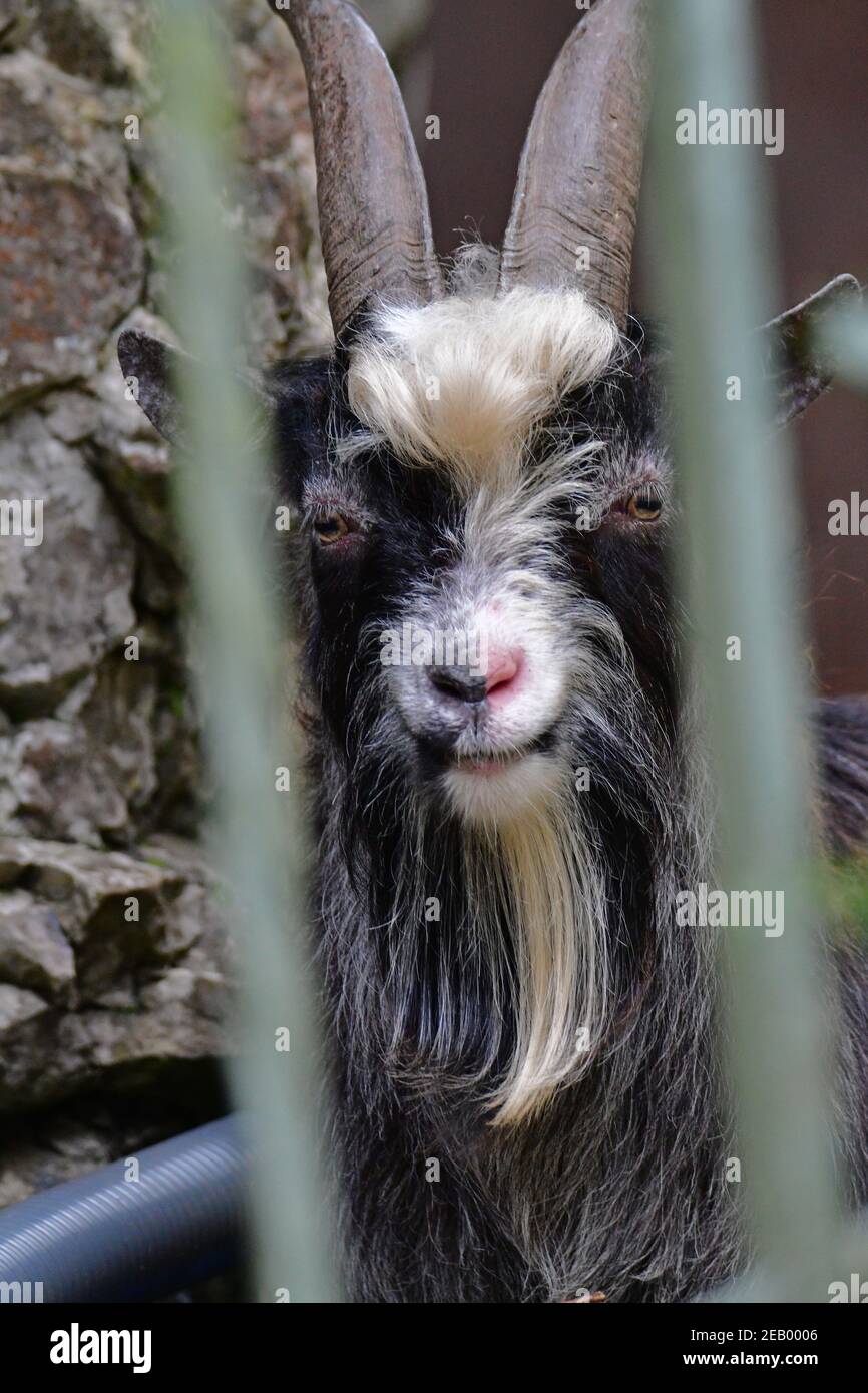 Somerset, UK. 11th Feb, 2021. On a bitterly cold afternoon a wild free ...