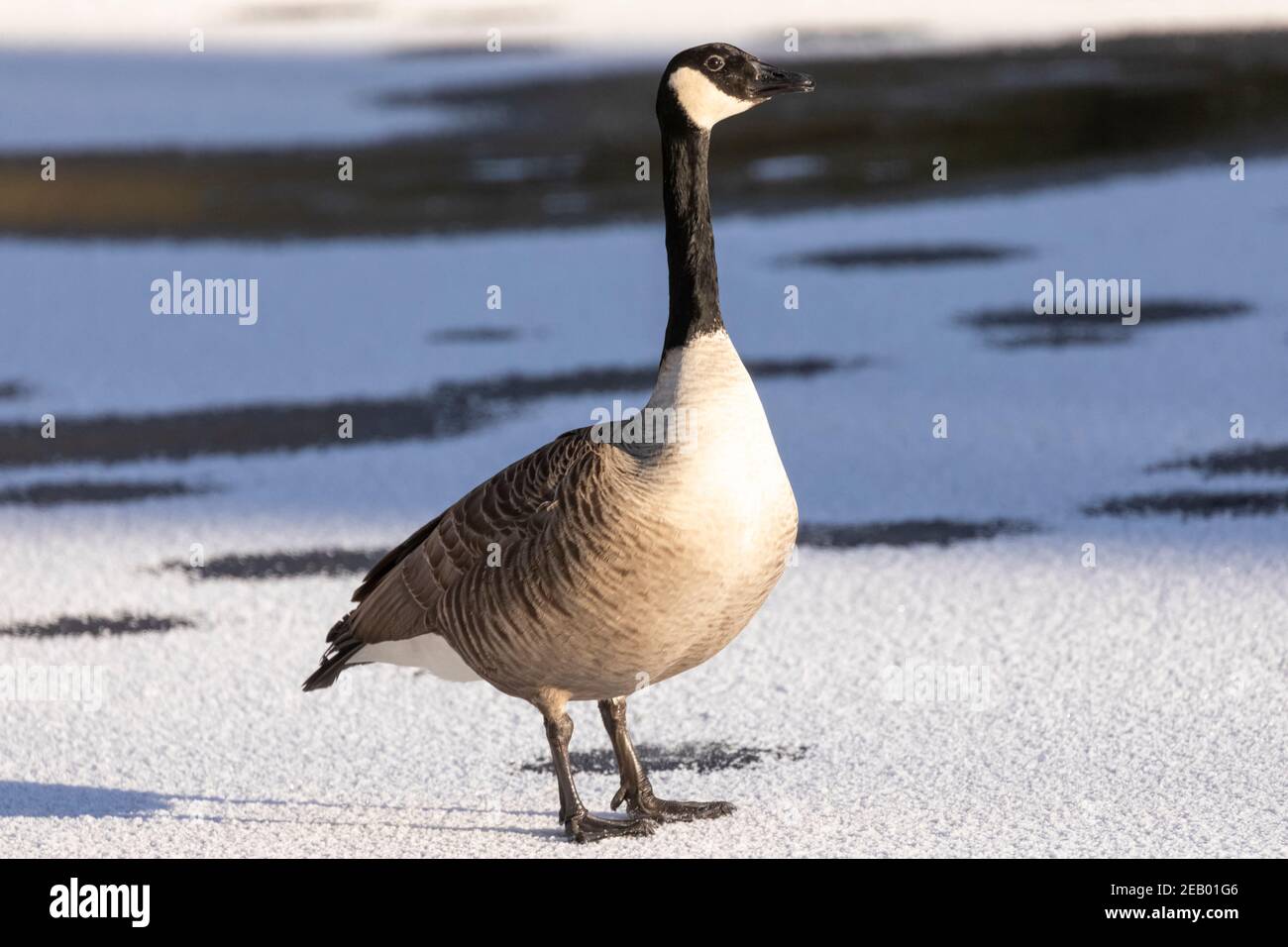 Lone canada goose hi-res stock photography and images - Alamy