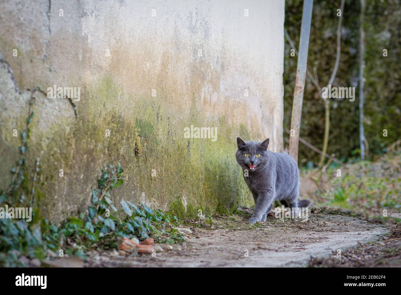 Angry grey color stray cat walking, female kitty walking and hissing ...