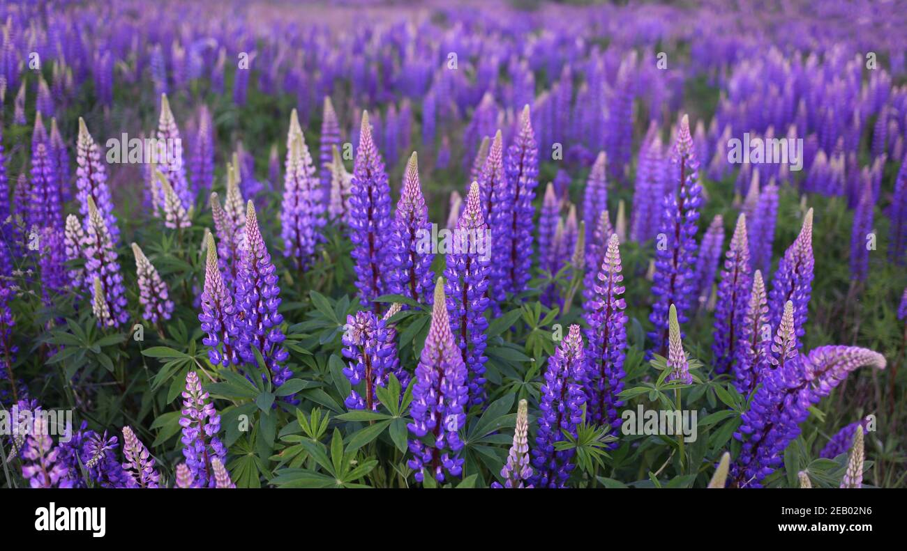 Colorful landscape of natural flower meadows in blue-violet colors ...
