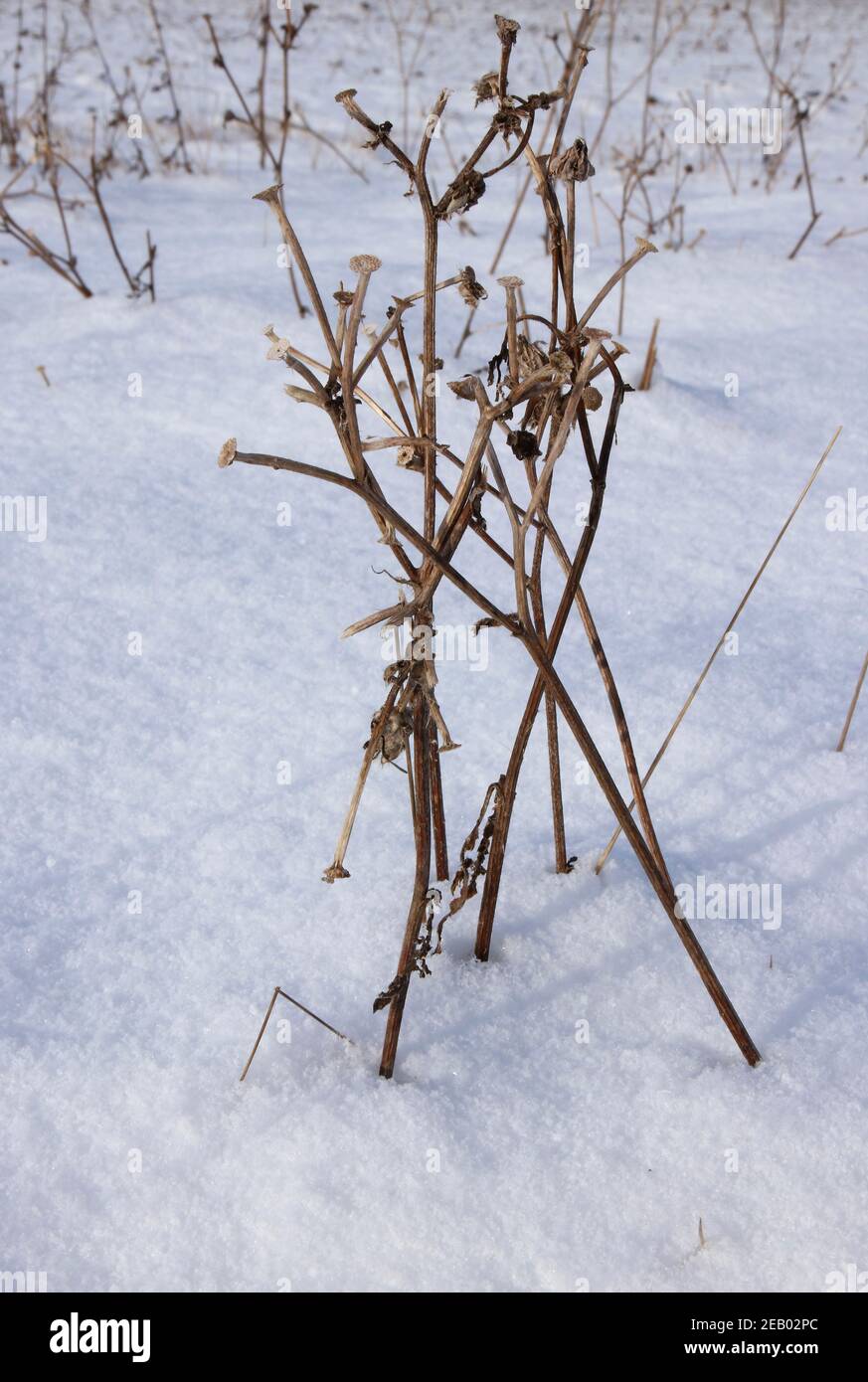 Artistic looking sticks and grass protruding from deep perfect snow ...