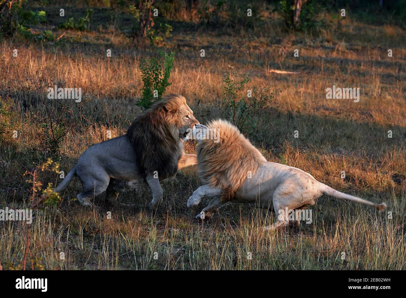 Lions fight for leadership. Battle of the Males Stock Photo - Alamy