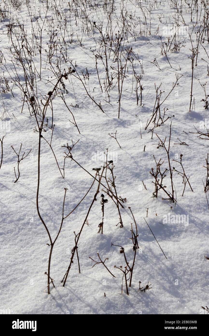 Artistic looking sticks and grass protruding from deep perfect snow ...