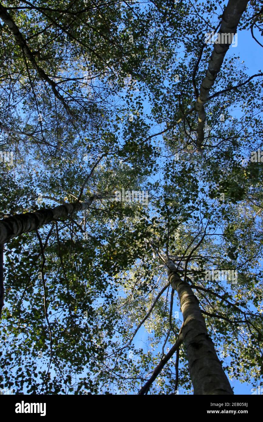 looking up into the treetops from ground level, through the canopy with ...