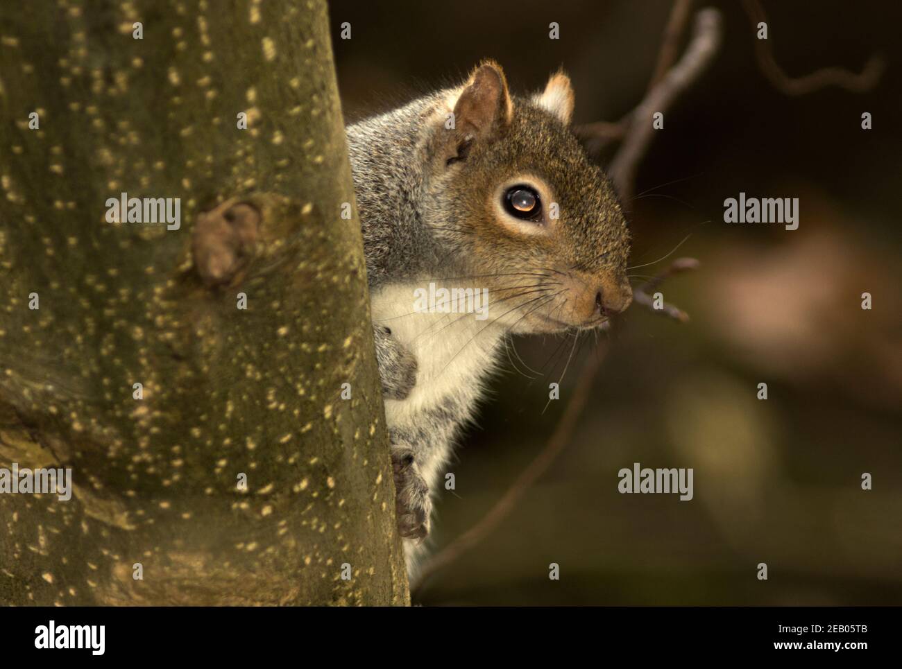 Stashing it in a tree hi-res stock photography and images - Alamy