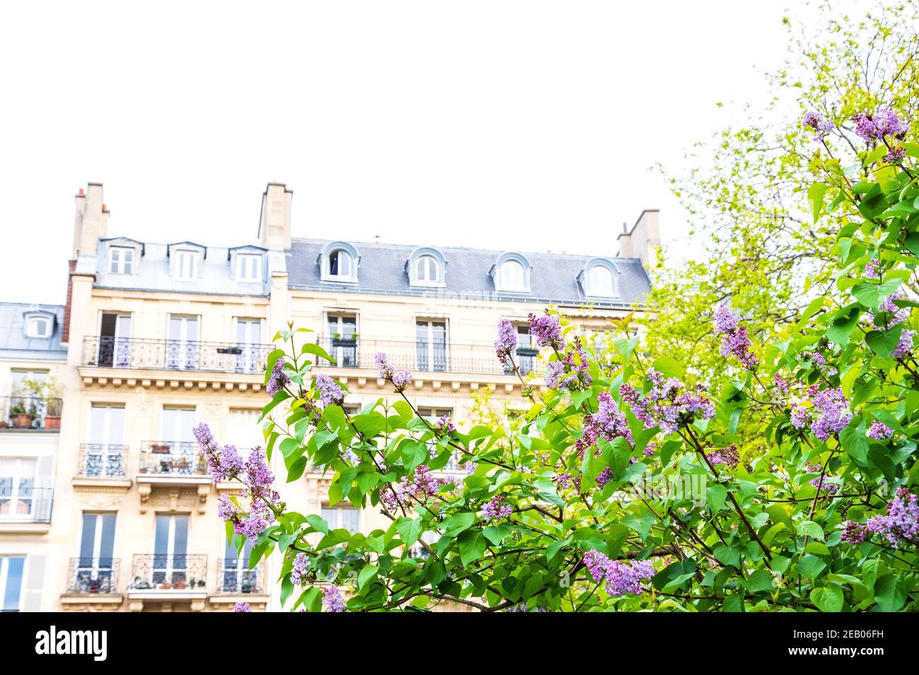 Spring in Paris (France). Blooming Lilac flower bush and typical ...