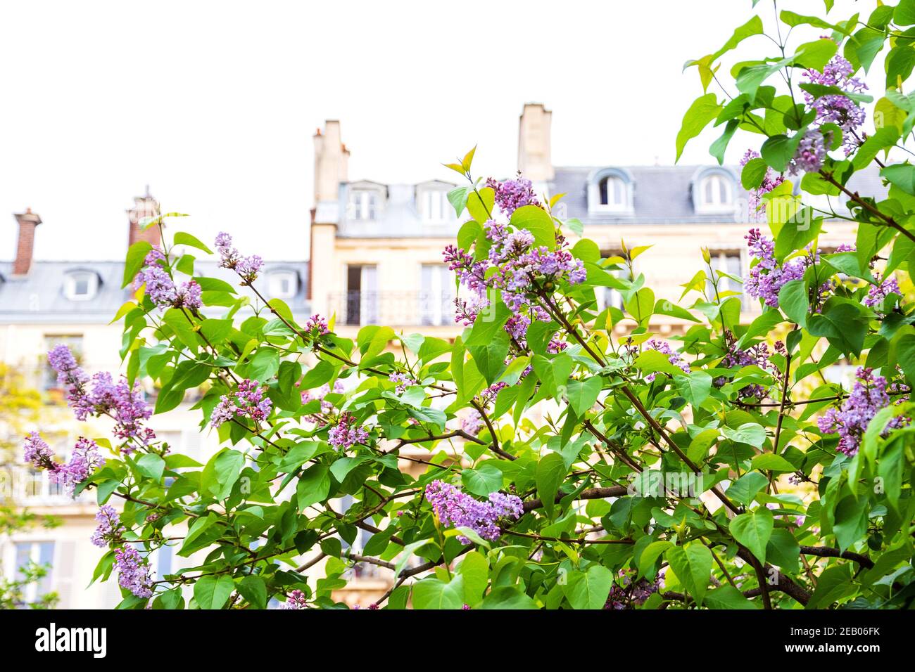 Spring in Paris, France. Blooming Lilac flower bush and typical ...
