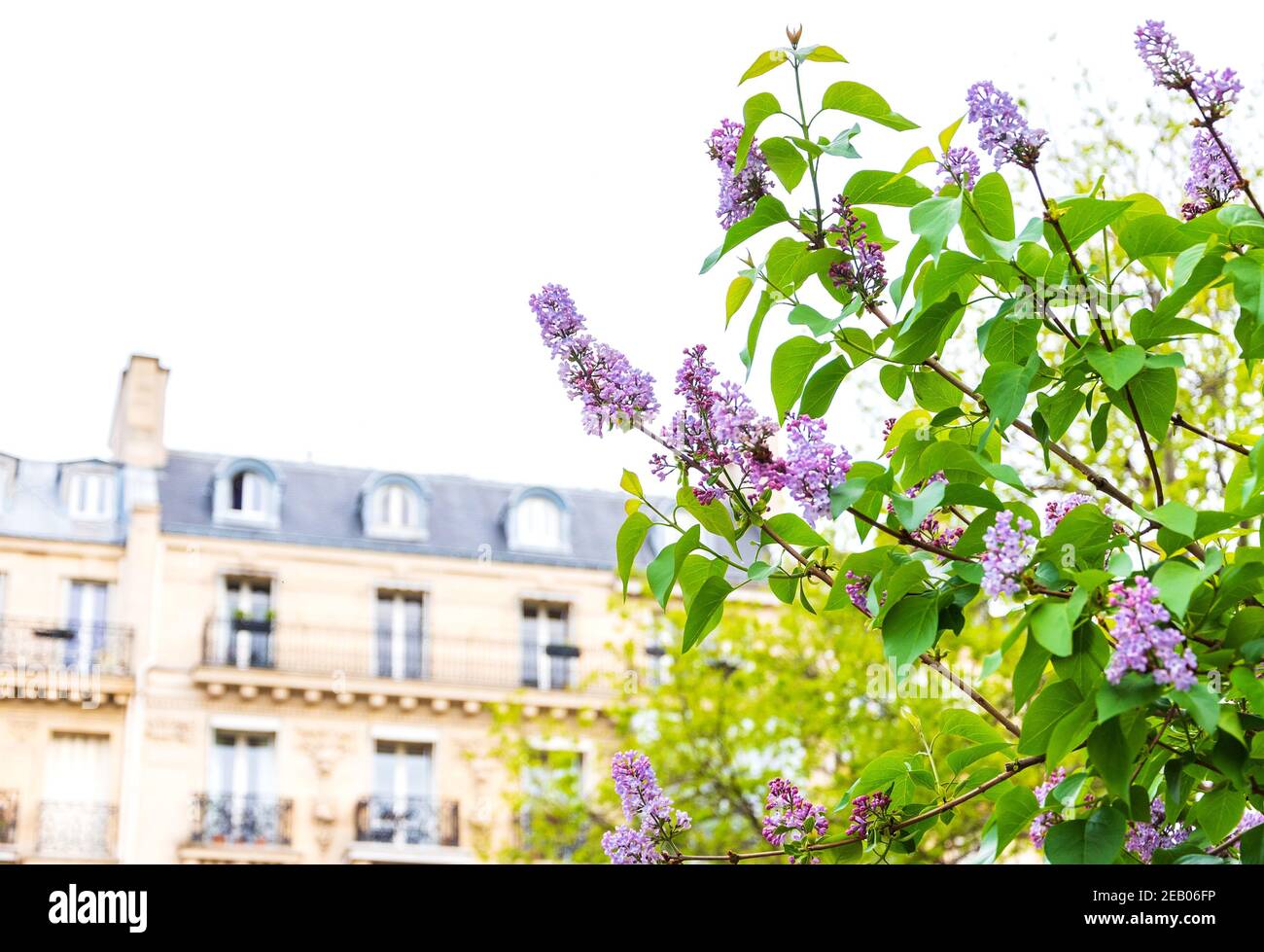 Spring in Paris, France. Blooming Lilac flower bush and typical ...