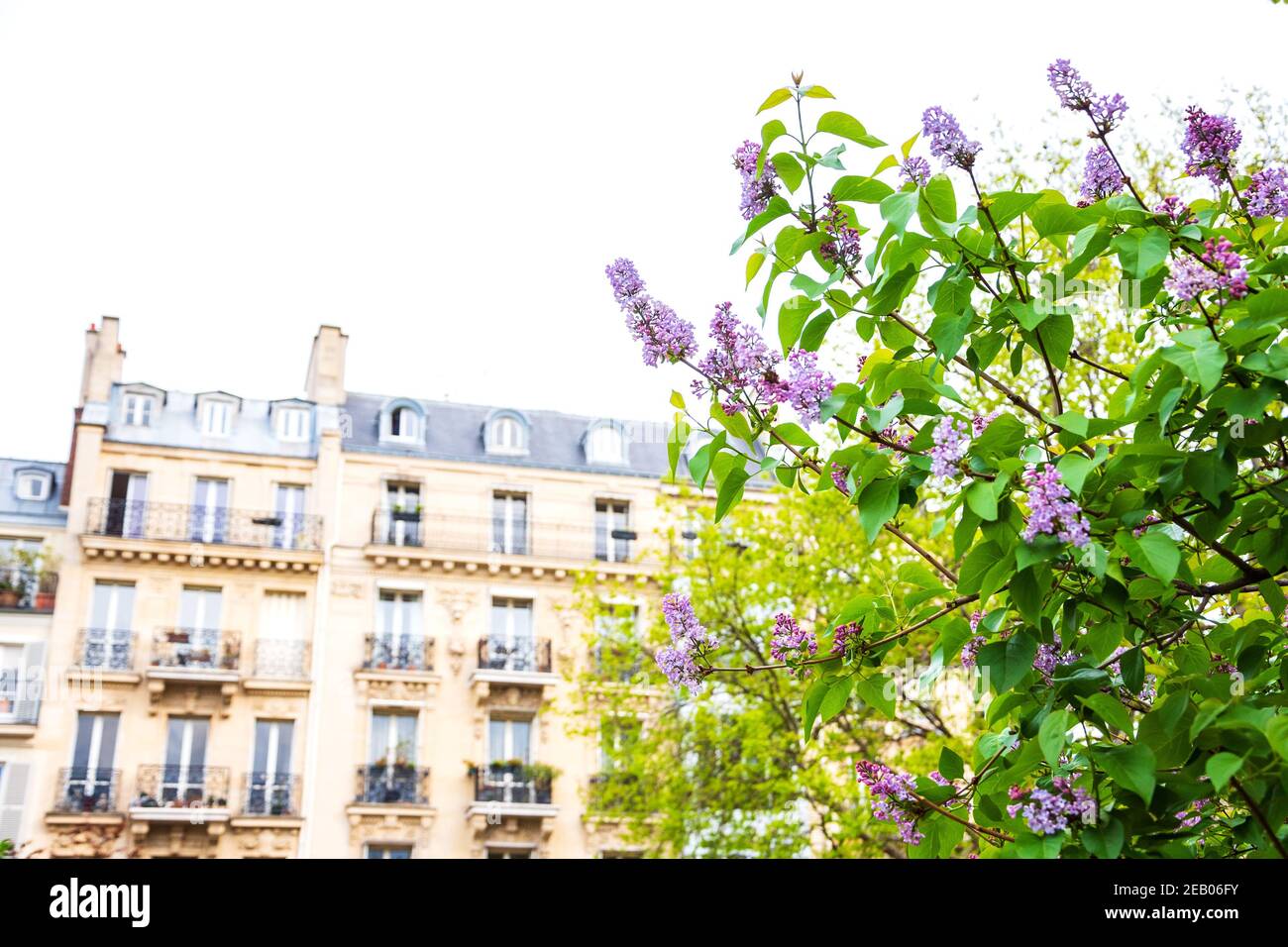 Spring in Paris, France. Blooming Lilac flower bush and typical ...