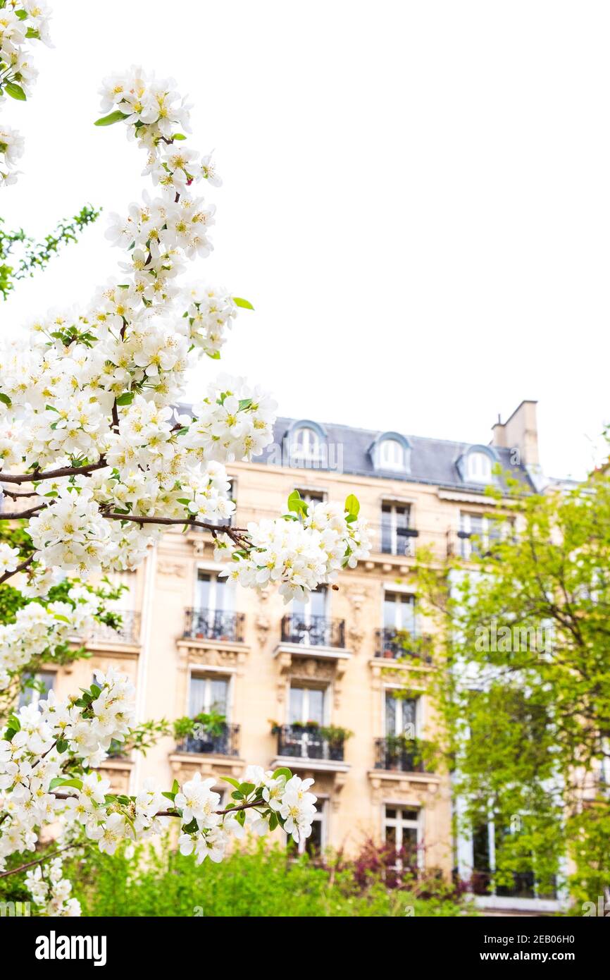 Spring in Paris (France). Blooming cherry tree and typical Parisian ...
