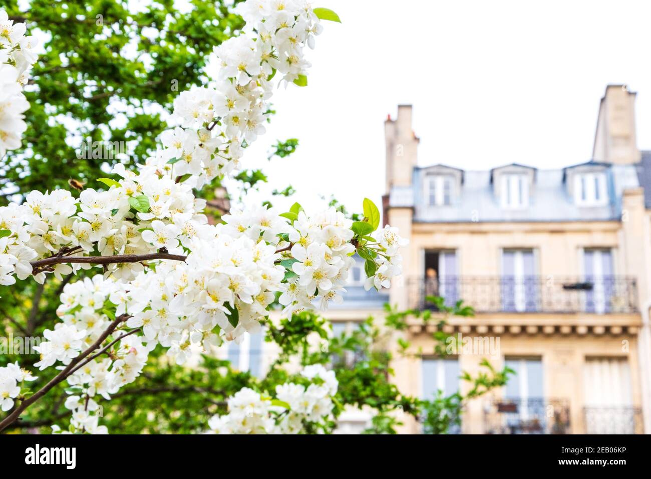 Spring in Paris (France). Blooming cherry tree and typical Parisian ...