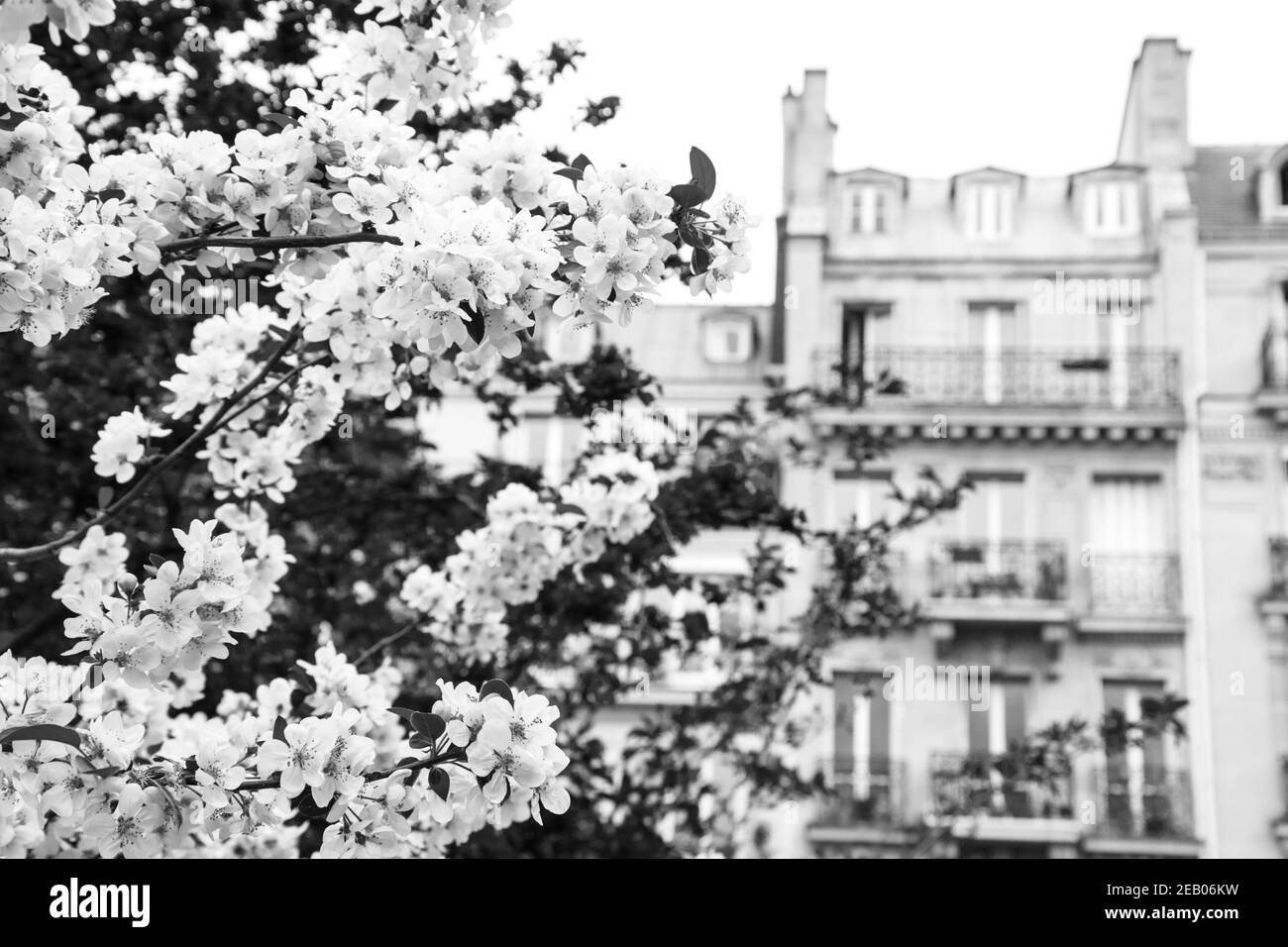 Background sakura blossom in Black and White Stock Photos & Images - Alamy
