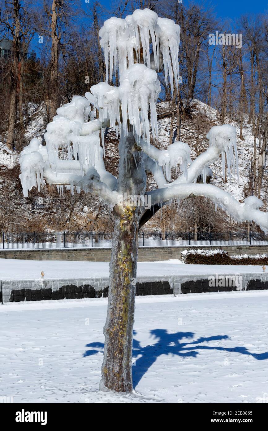 Ice covered tree. Niagara Falls Ontario Canada Stock Photo - Alamy
