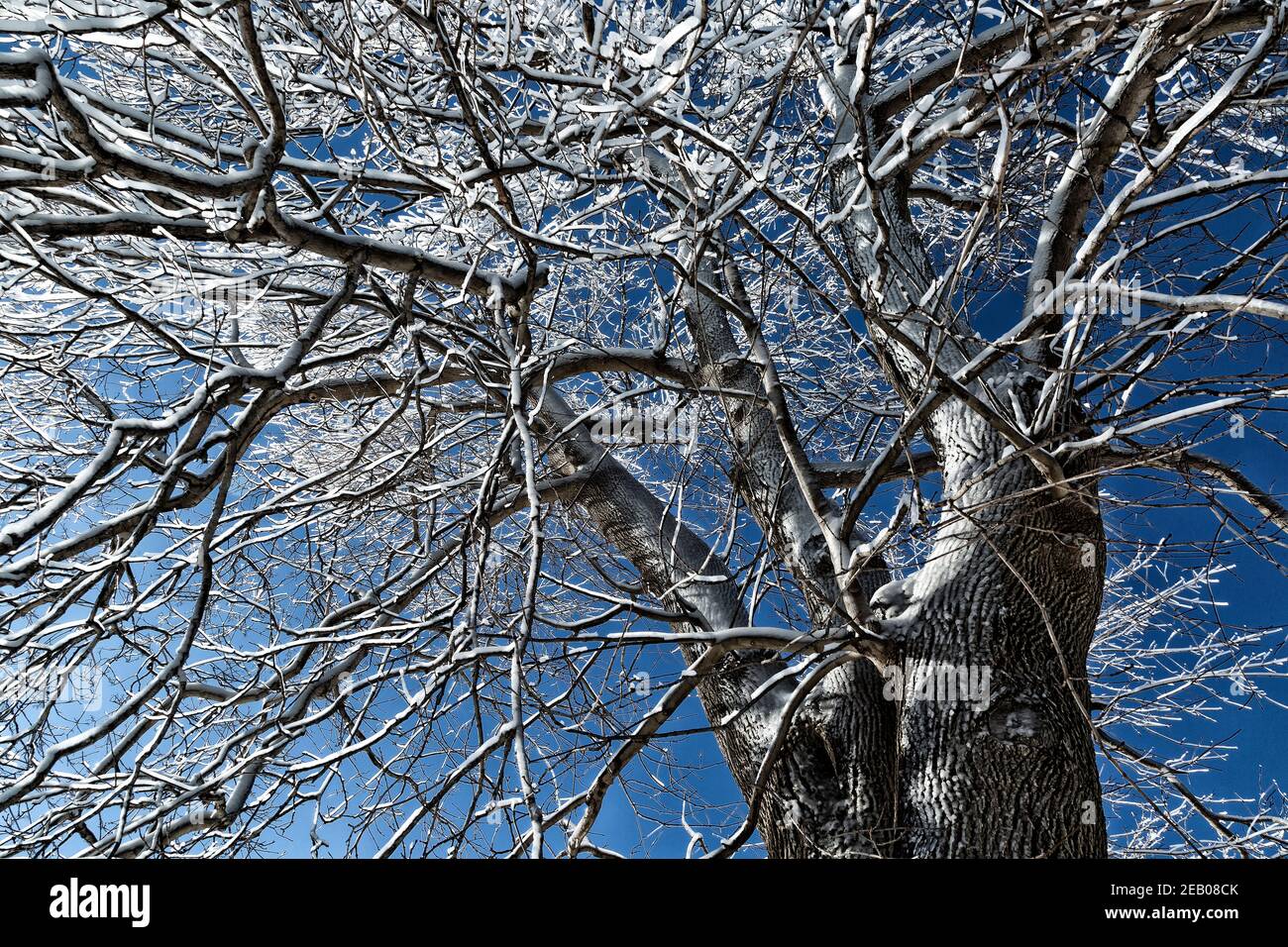 Ice covered trees Niagara Falls. Niagara Falls Ontario Canada Stock ...