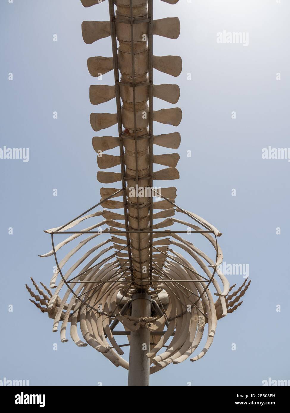 Vertical shot of a whale skeleton on the blue sky background in Fuerte ...
