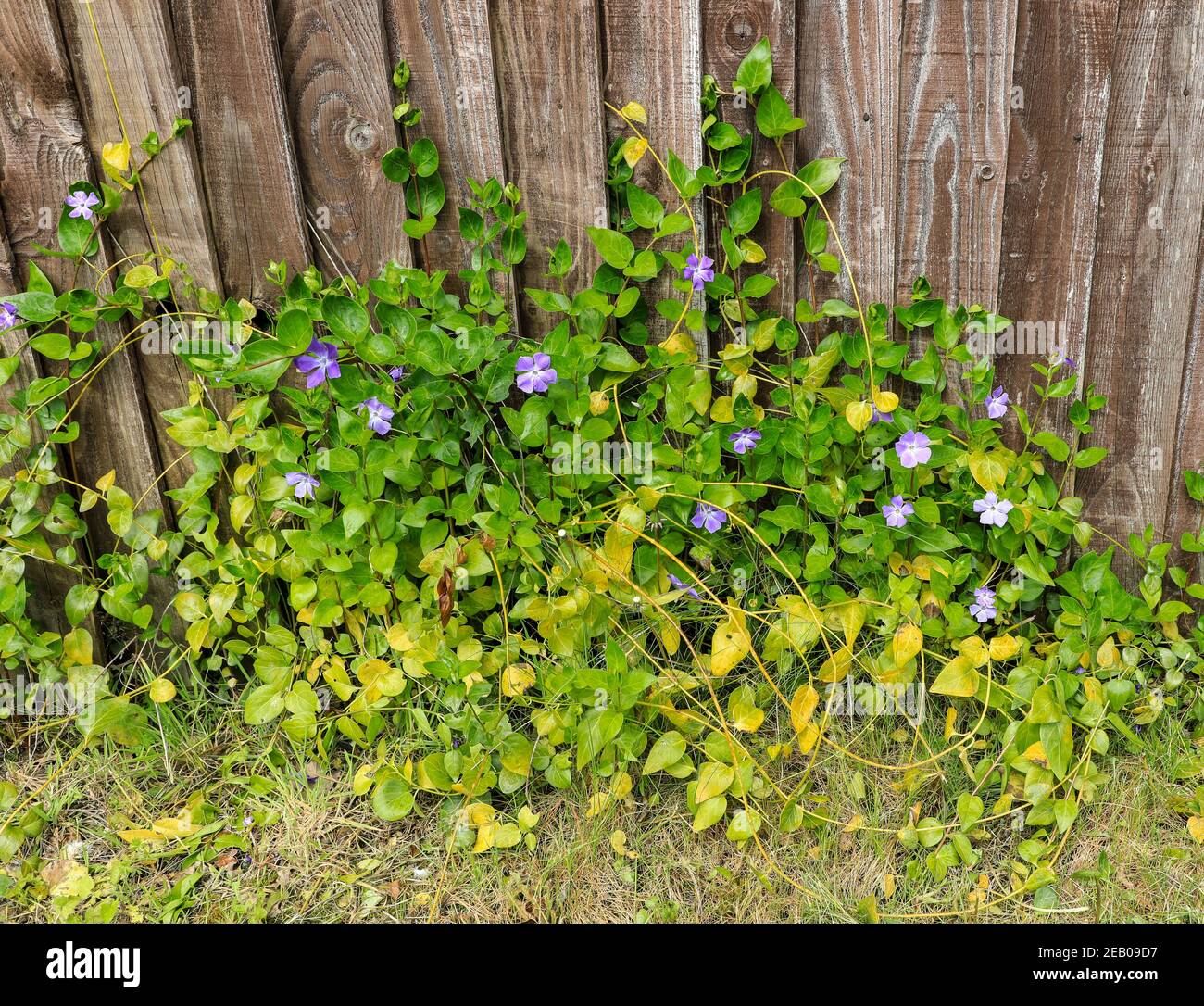 Vinca major greater periwinkle flower hi-res stock photography and ...