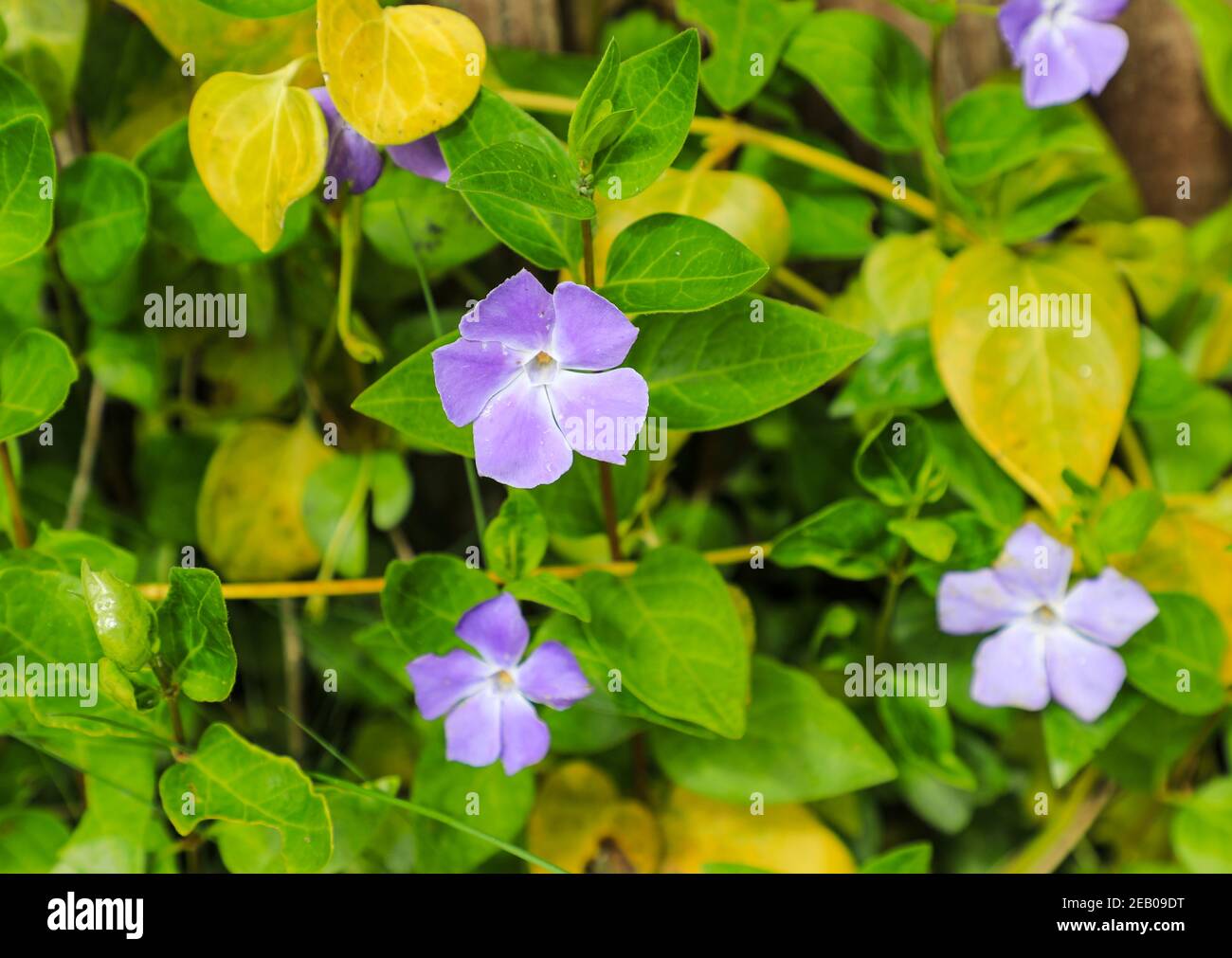 Vinca plant hi-res stock photography and images - Alamy
