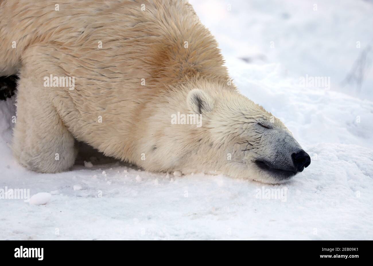 News animals bear hi-res stock photography and images - Alamy