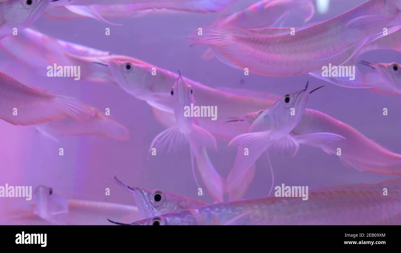 Diversity of tropical fishes in exotic decorative aquarium. Assortment ...