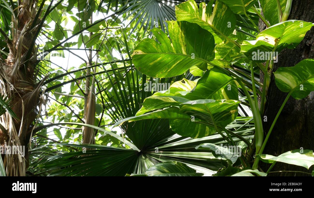 Wild, vivid vegetation of deep misty tropical wood. Jungle landscape ...