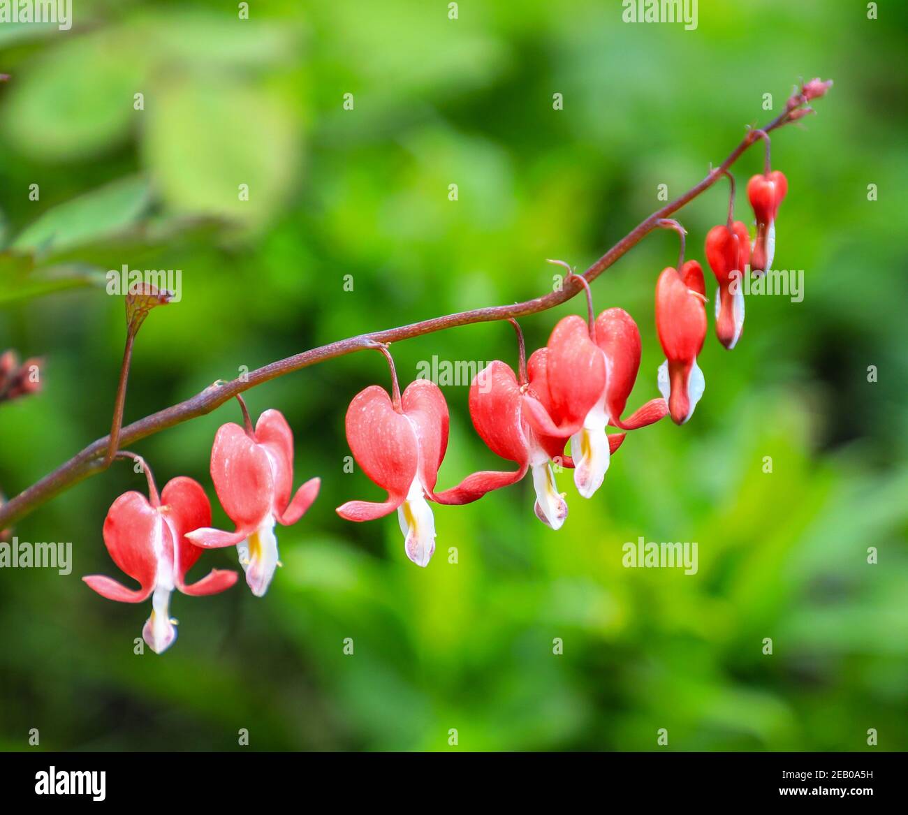 The red and white flowers of a Western, Wild or Pacific Bleeding Heart ...