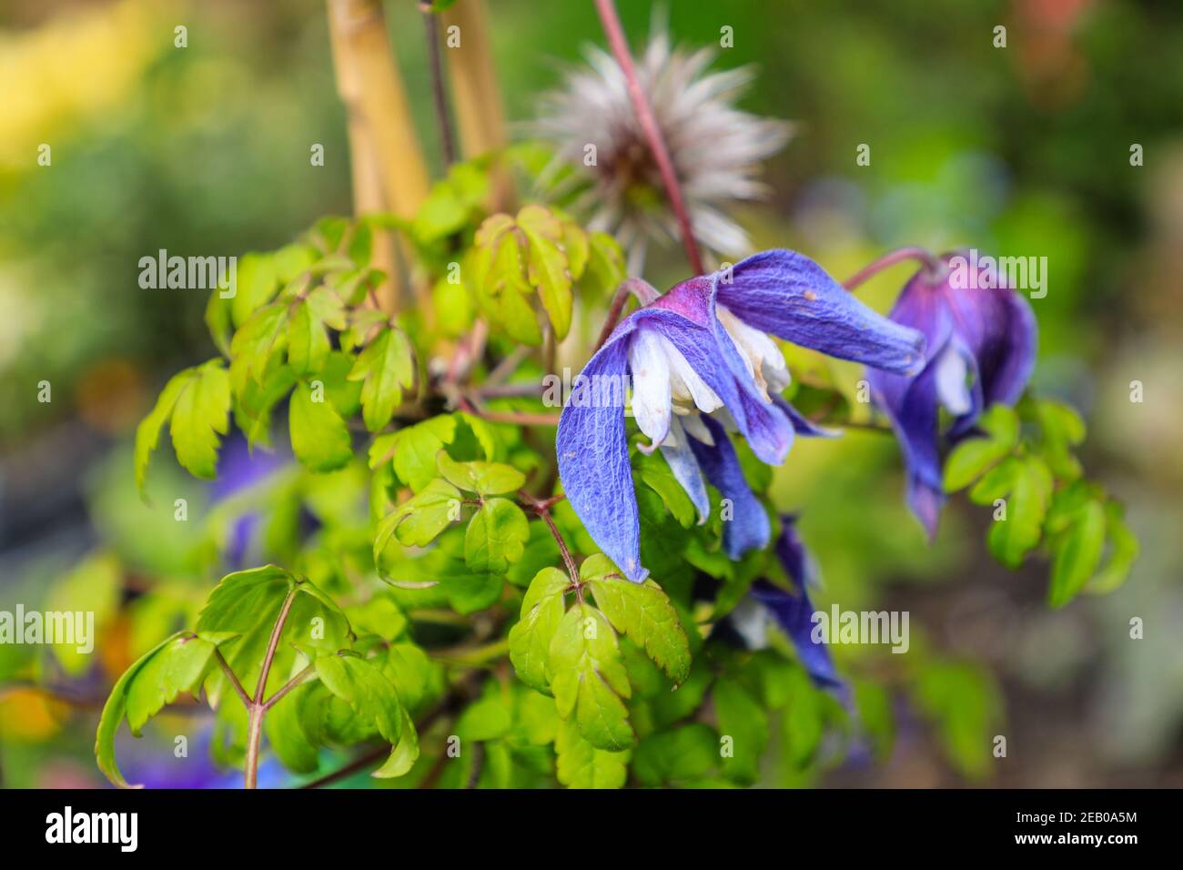 Spring flowering clematis hi-res stock photography and images - Alamy
