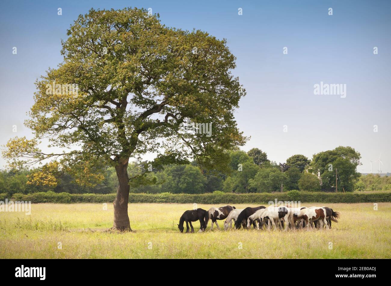 Farm animals under tree hi-res stock photography and images - Alamy
