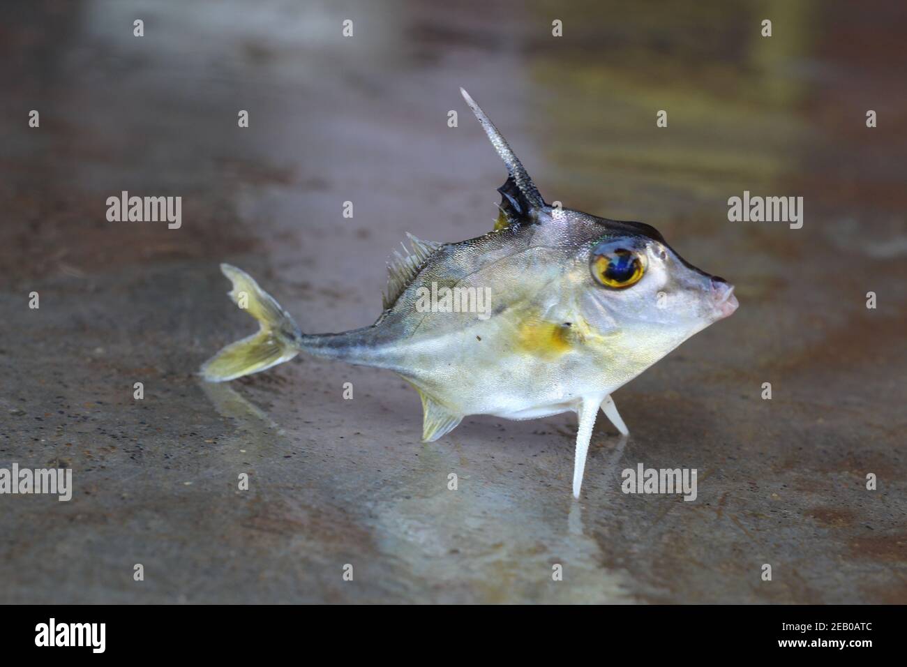 tripod fish sale in india helicopter fish Stock Photo - Alamy