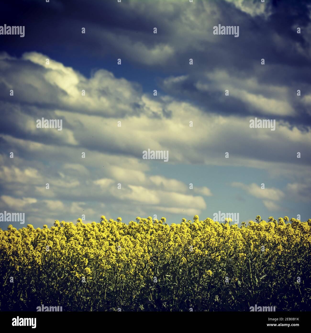 Field of colza, Auvergne France Stock Photo - Alamy