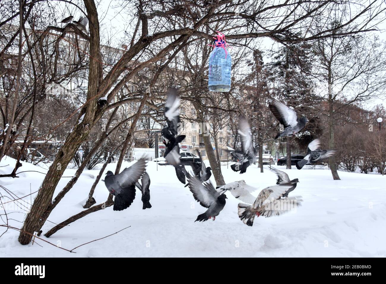 Non Exclusive: KYIV, UKRAINE - FEBRUARY 10, 2021 - Street pigeons fly ...