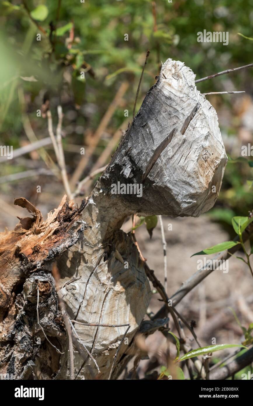 Beaver tree chew hi-res stock photography and images - Alamy