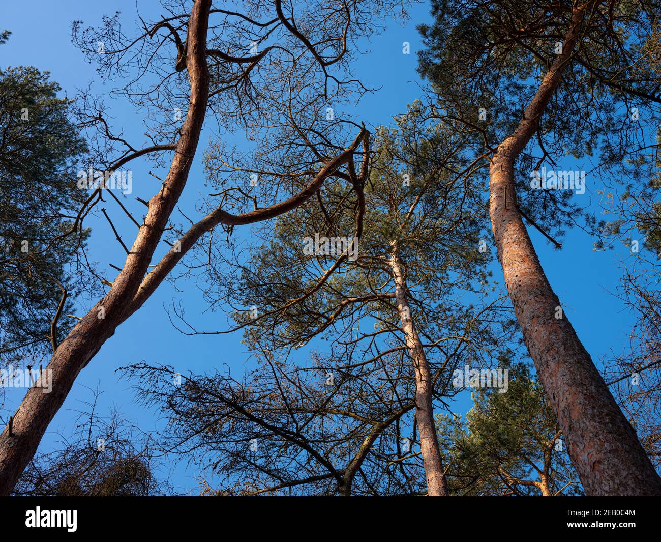 Sky looking up trees hi-res stock photography and images - Alamy