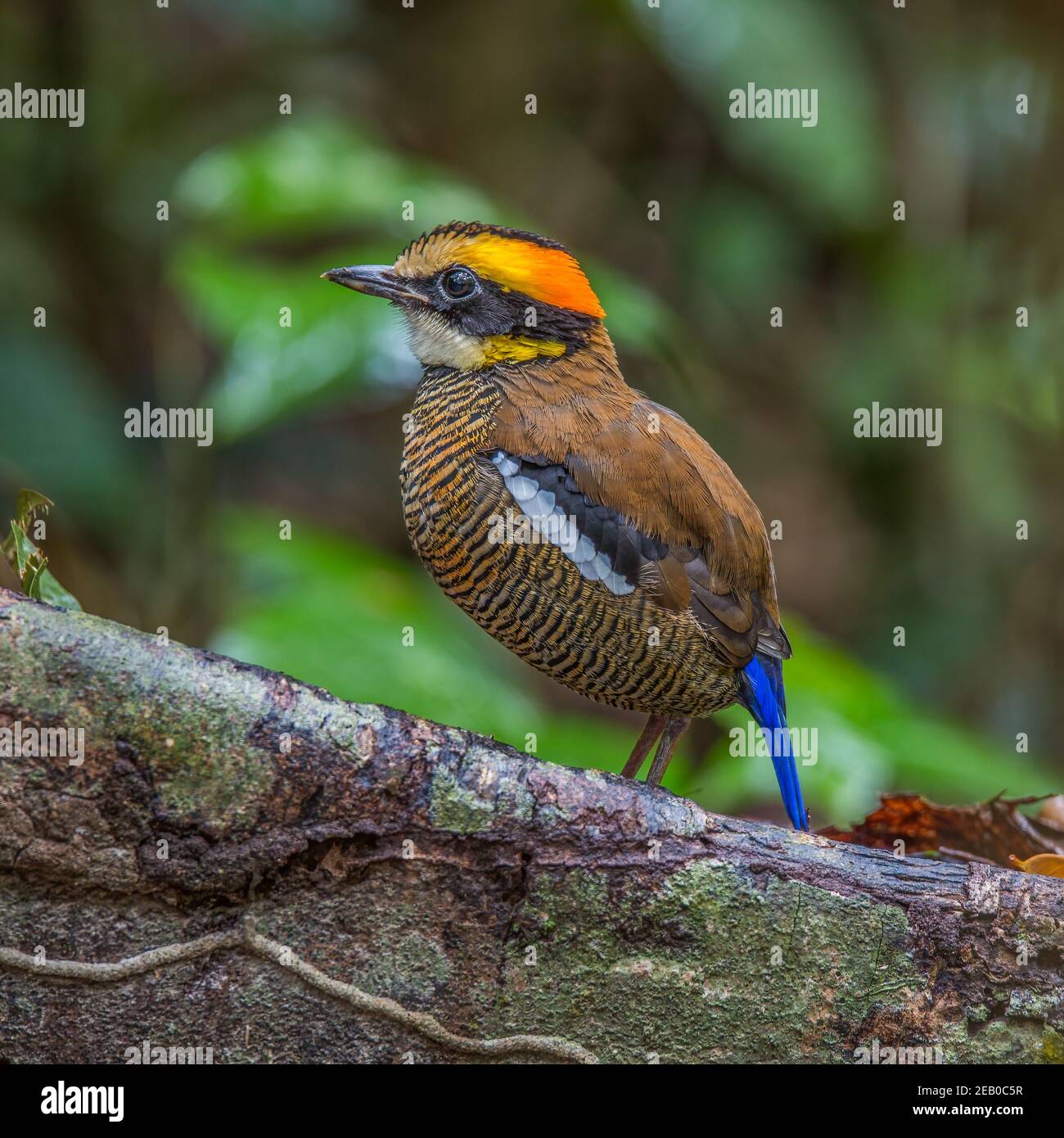 Malayan banded pitta Hydrornis irena female on a log Stock Photo - Alamy