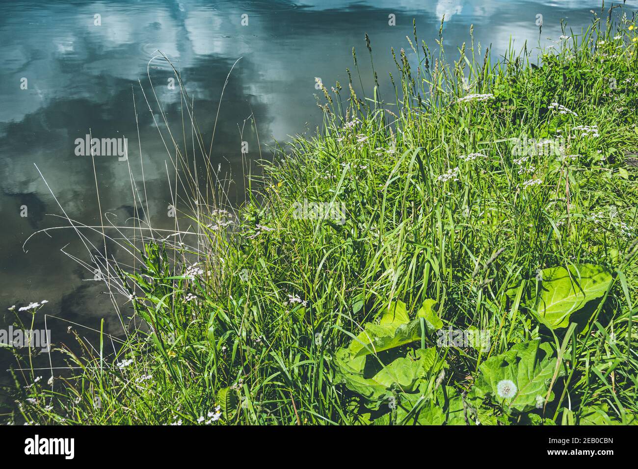 Green grass on lake shore on summer day. River shore background Stock ...