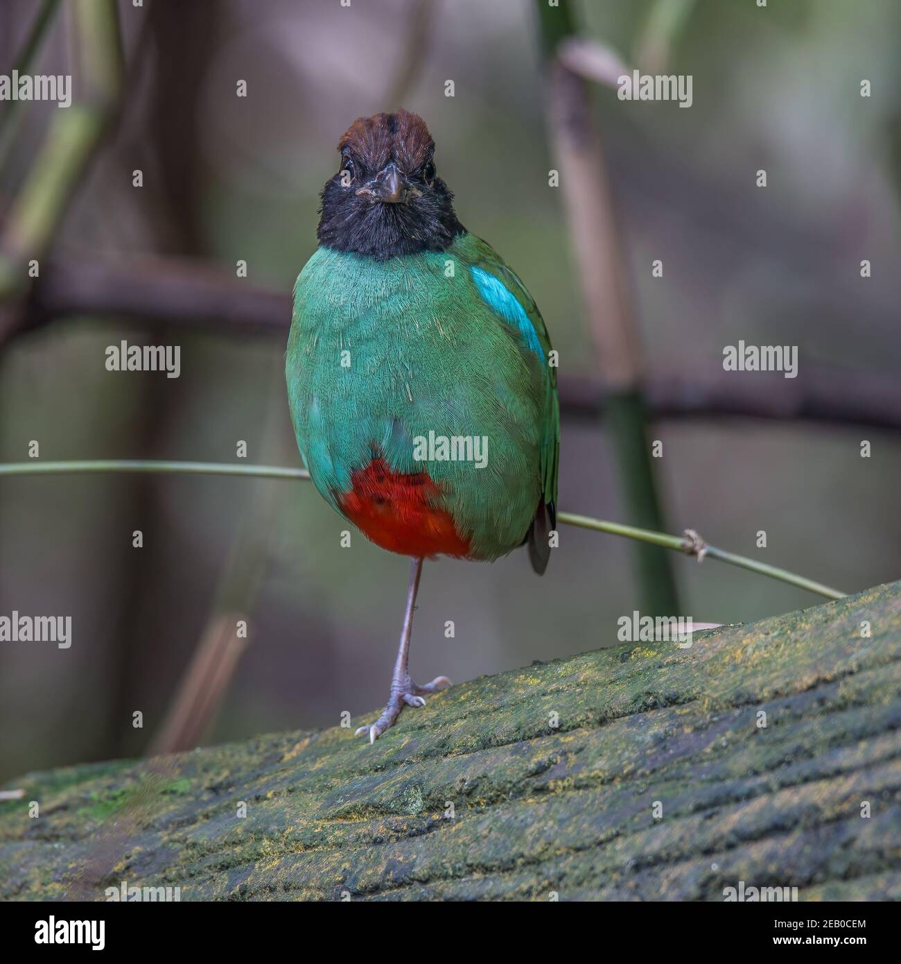 hooded pitta single Leg Pitta sordida on a log Stock Photo - Alamy