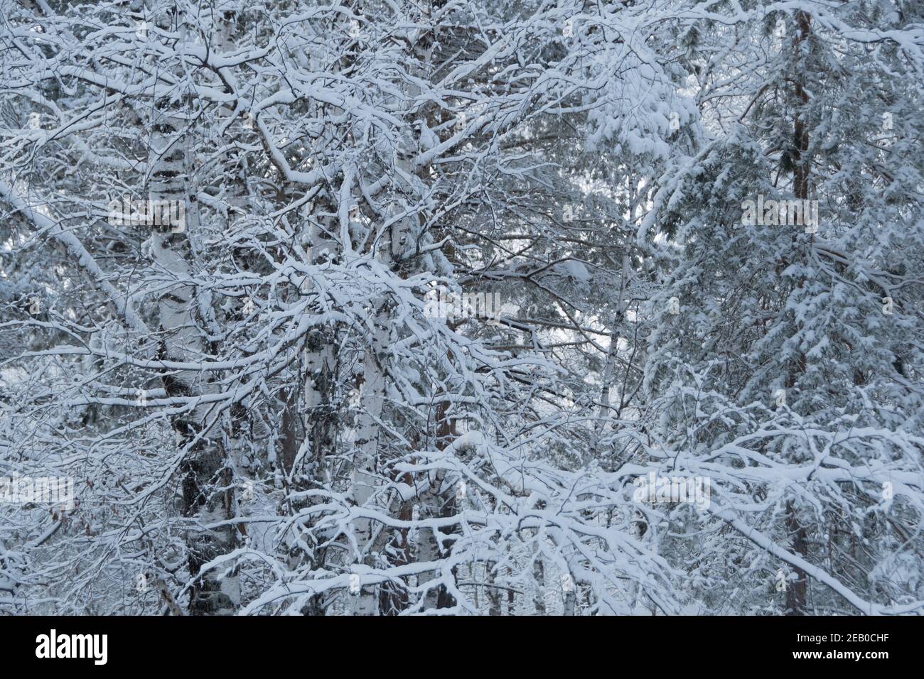 Cold weather in winter forest. Branches of trees are covered with snow ...